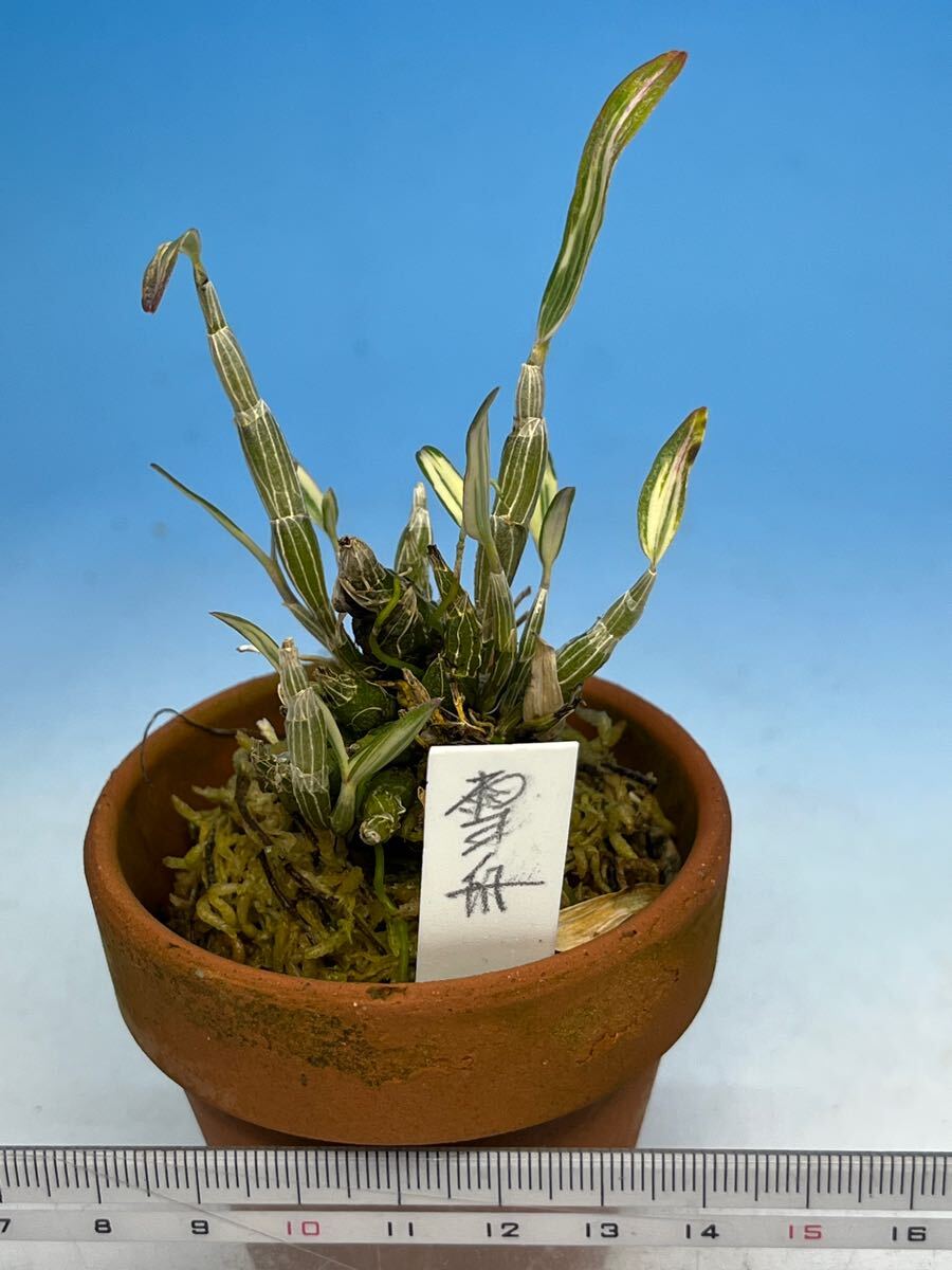 富貴蘭 セッコク 雪舟(ラン)｜売買されたオークション情報、yahooの商品情報をアーカイブ公開 - オークファン（aucfan.com）