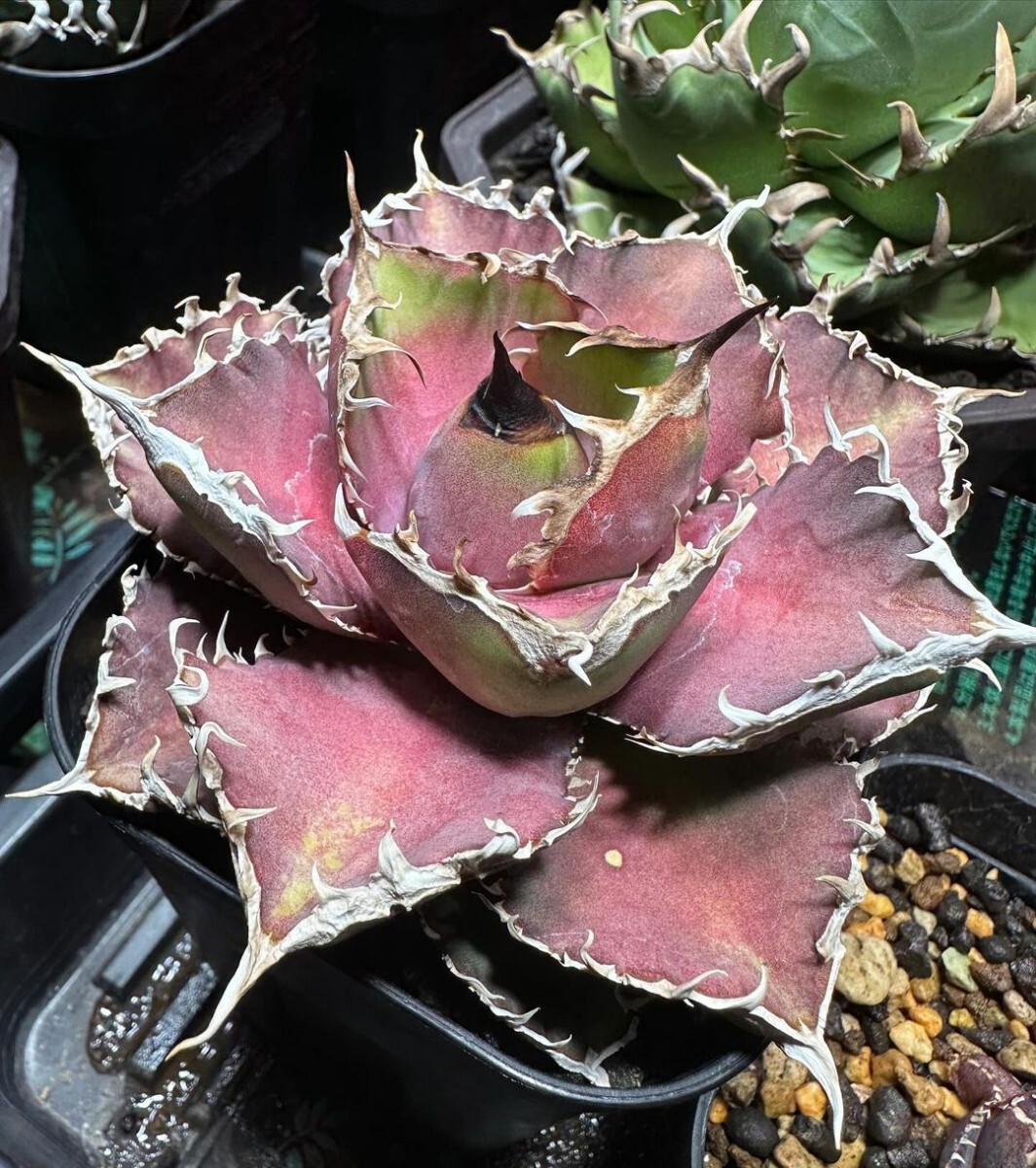 Yahoo!オークション - Q104多肉植物 アガベ チタノタ 緋紅牡丹 強棘