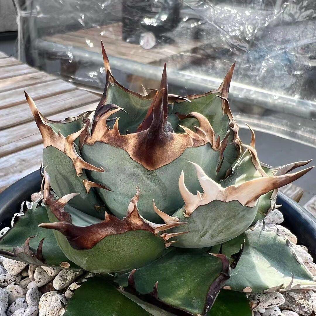 Yahoo!オークション - H95アガベ チタノタ Griffin グリフィン超レア種...