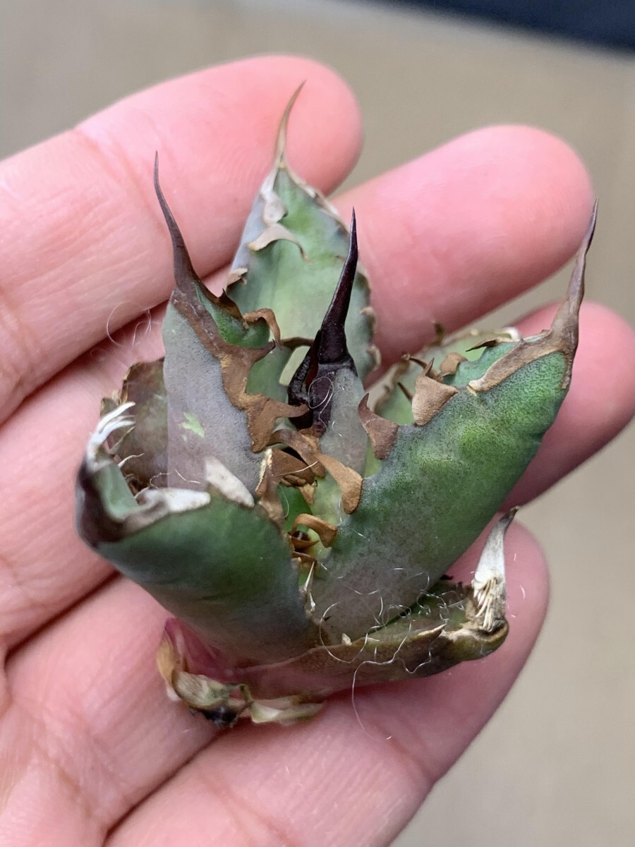 Yahoo!オークション - H95アガベ チタノタ Griffin グリフィン超レア種...