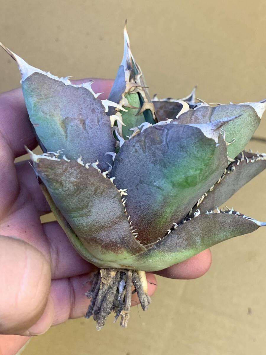 Yahoo!オークション - Q104多肉植物 アガベ チタノタ 緋紅牡丹 強棘