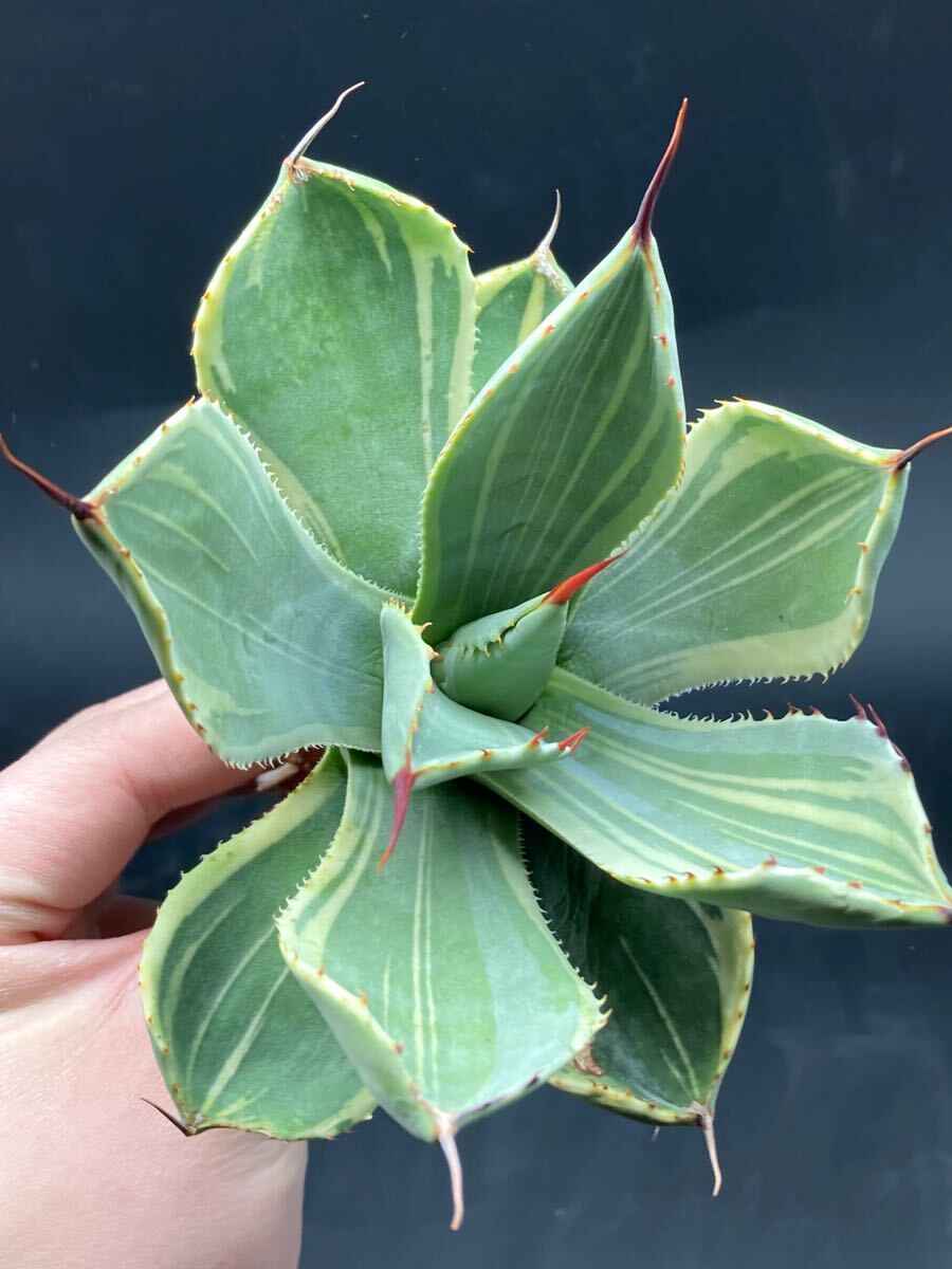 Yahoo!オークション - 027-3【輝泊園】アガベ 多肉植物 パリー トラン...