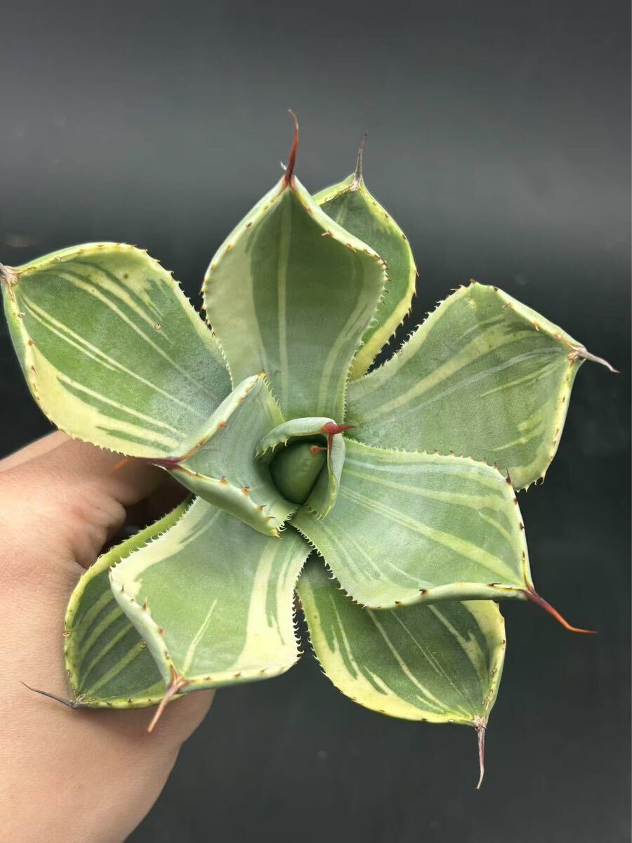 Yahoo!オークション - 027-3【輝泊園】アガベ 多肉植物 パリー トラン...