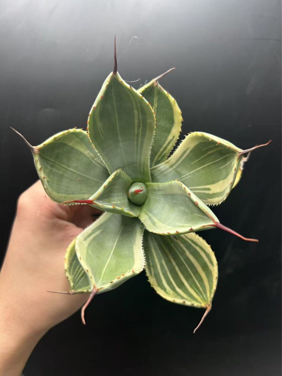 Yahoo!オークション - 027-3【輝泊園】アガベ 多肉植物 パリー トラン...