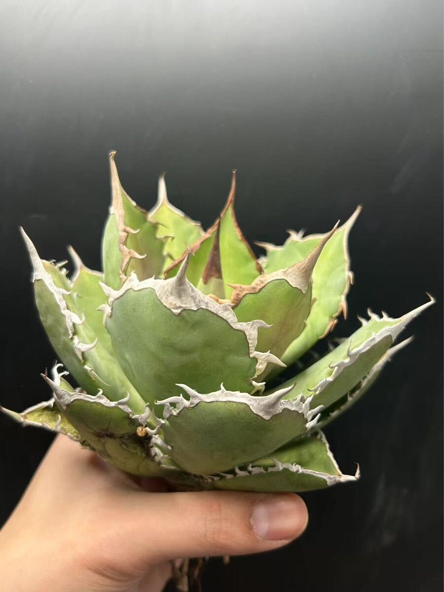 Yahoo!オークション - 040-1【輝泊園】【AGAVE TITANOTA ‘Shark Swor...