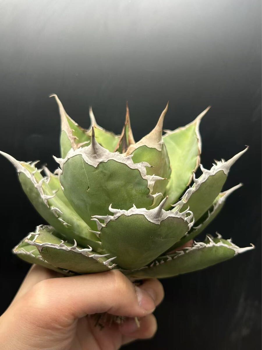 Yahoo!オークション - 040-2【輝泊園】【AGAVE TITANOTA ‘Shark Swor...