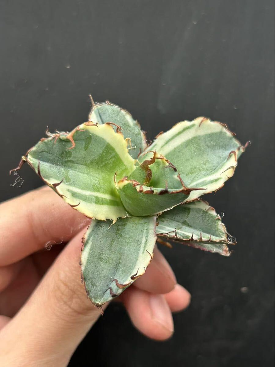 Yahoo!オークション - Y3-2【AGAVE TITANOTA ‘Black&Blue ‘ブラック...