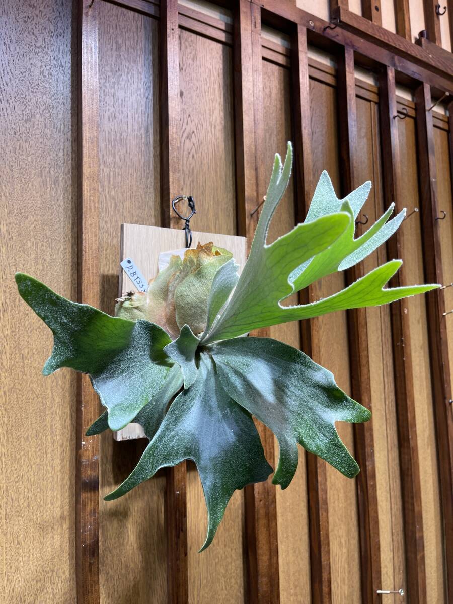 Yahoo!オークション - P.E1×P.BTSS spore ビカクシダ 胞子培養株