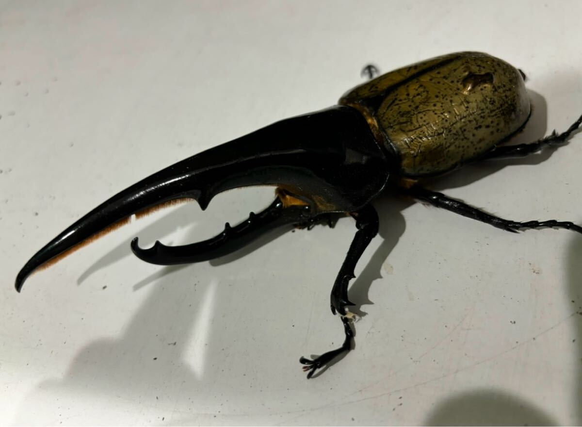 Yahoo!オークション - 【Lucanus_7】D.H.ヘラクレス 0FC0F 0FCCP.0FC 0...