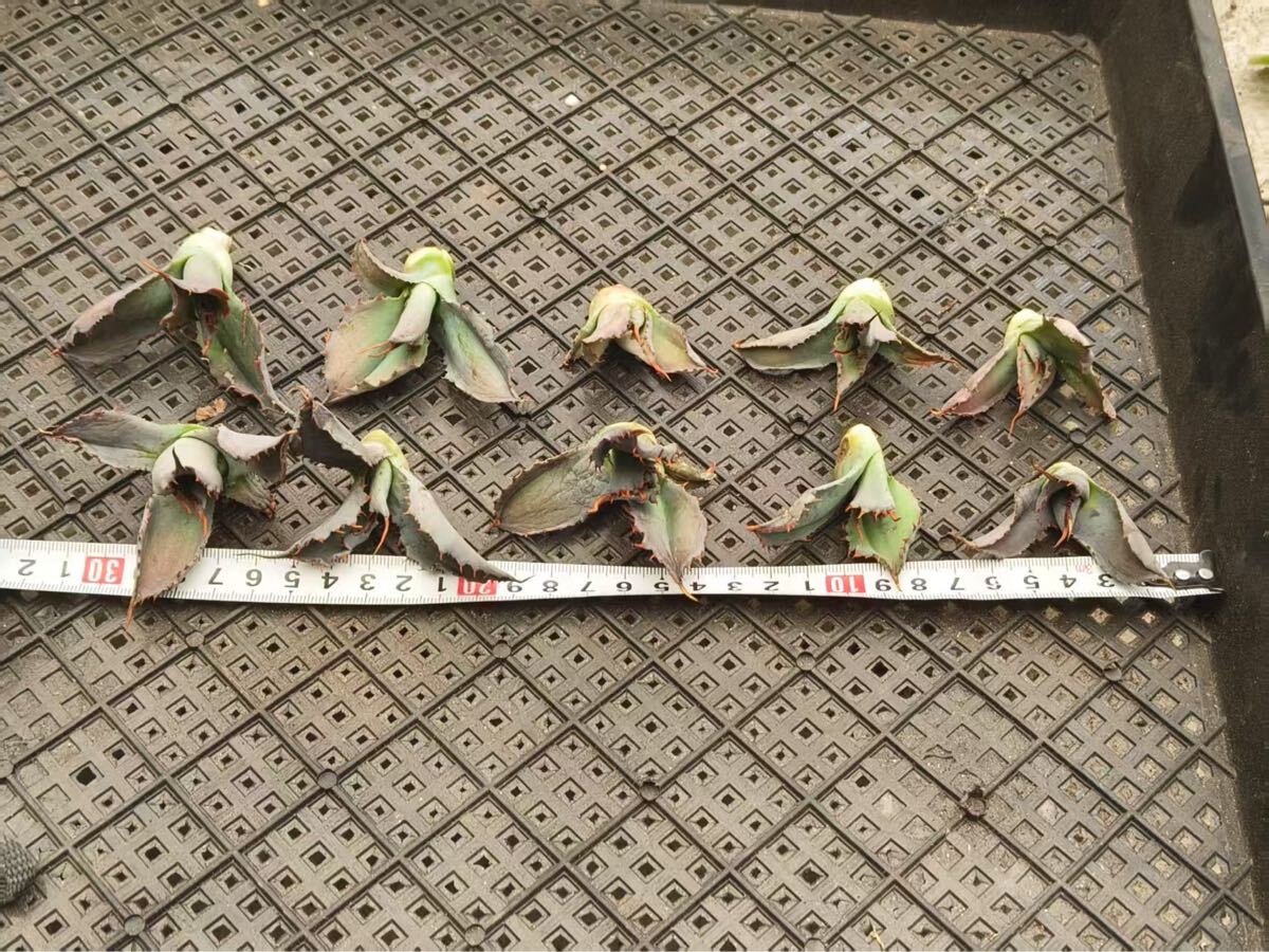 Yahoo!オークション - 特選n32多肉植物アガベ ‘Spawn'×イシスメンシ...