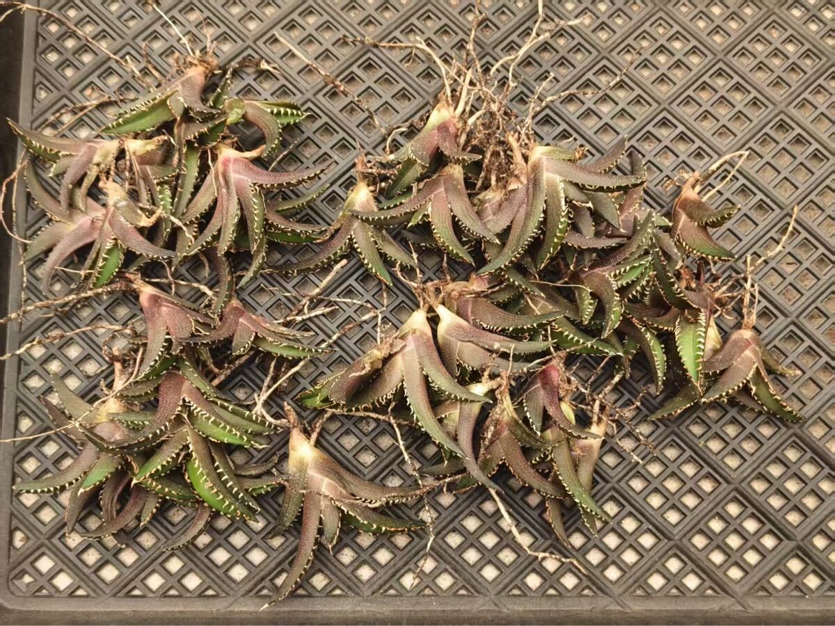 Yahoo!オークション - 特選 n26 多肉植物 アガベ チタノタ レッドキャ...