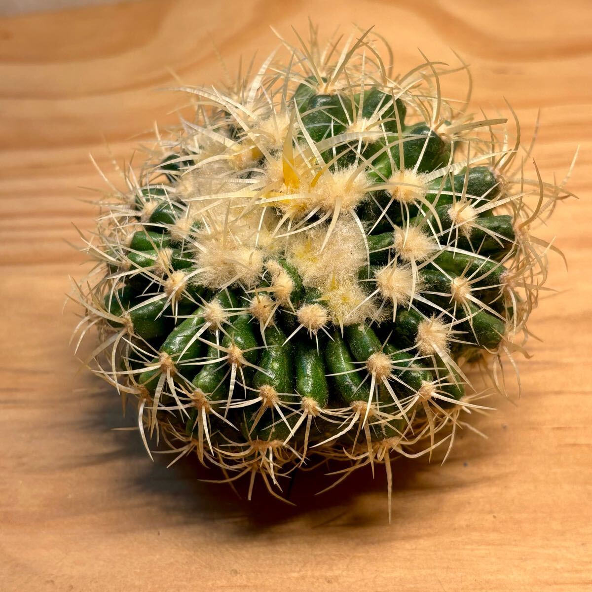 Yahoo!オークション - Fareal C002 サボテン 卷刺金鯱 綴化