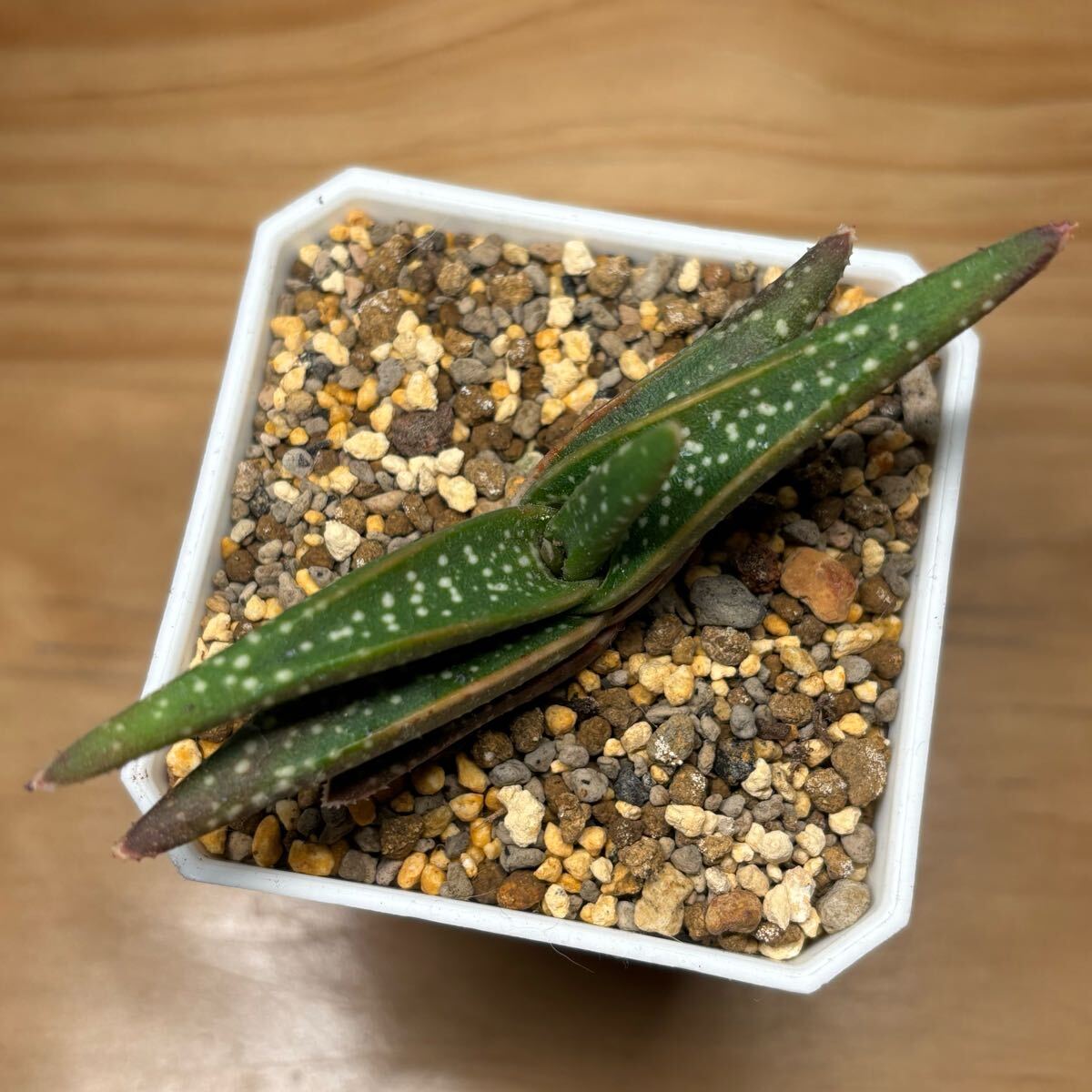 Yahoo!オークション - Fareal C268 アロエ イラフェンシス Aloe irafe...