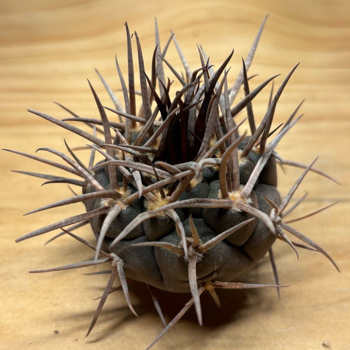 Yahoo!オークション - Fareal C231 サボテン ギムノカリキウム 魔天竜...