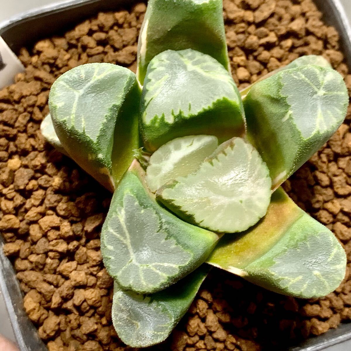 Yahoo!オークション - Fareal P127 ハオルチア 覇王 万象錦