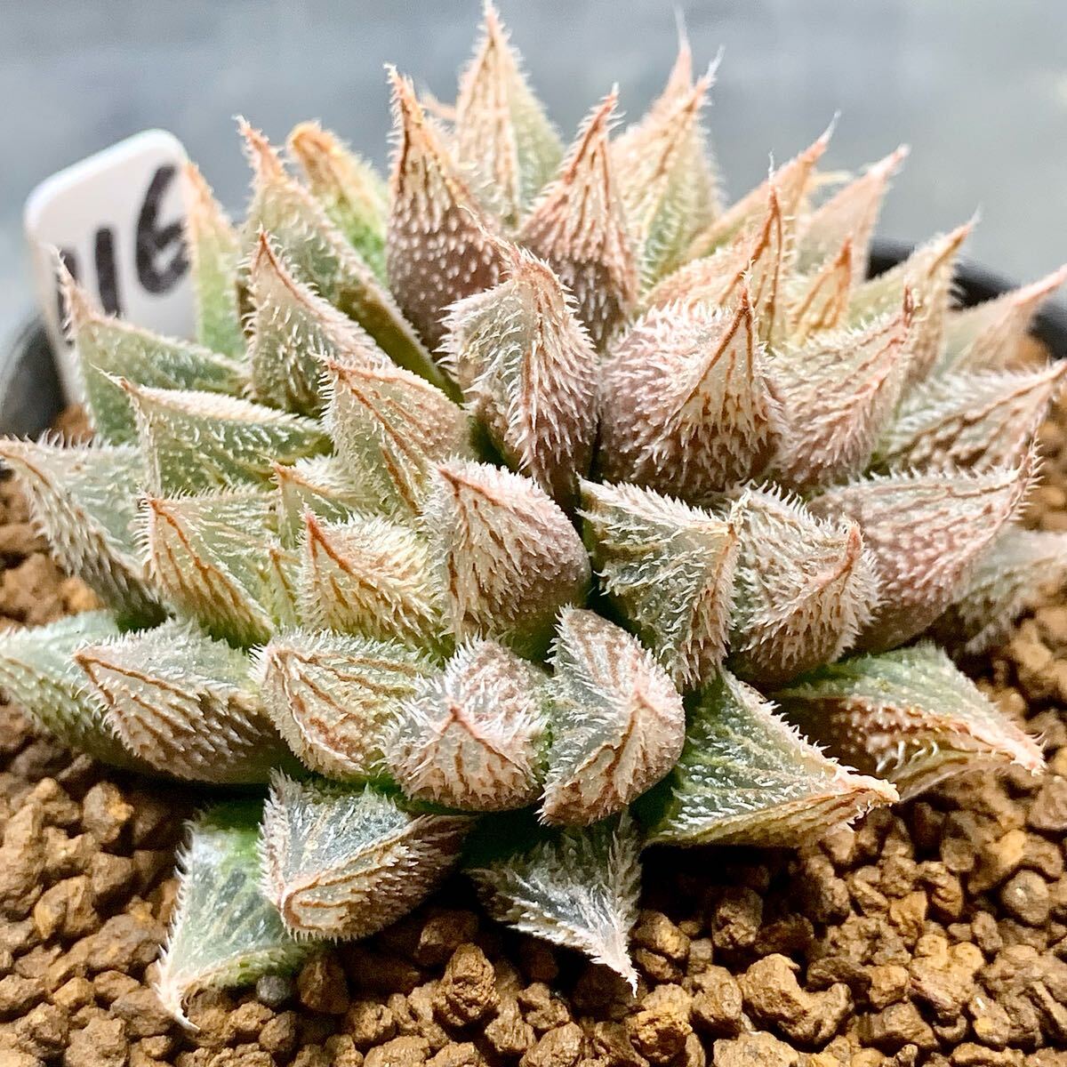 Yahoo!オークション - Fareal P116 ハオルチア 紫玉絵巻 x 白銀絵巻