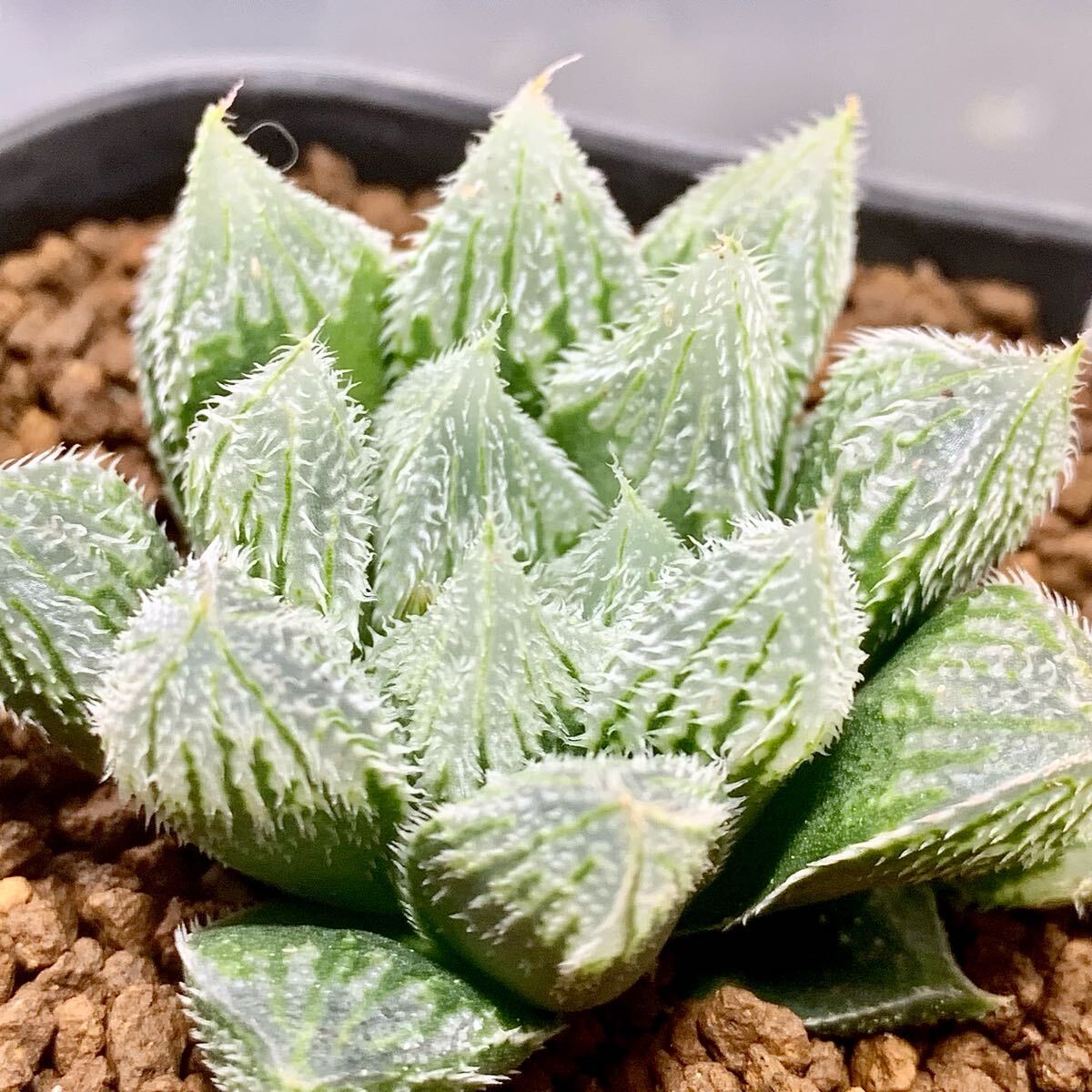 Yahoo!オークション - Fareal P114 ハオルチア 森の妖精