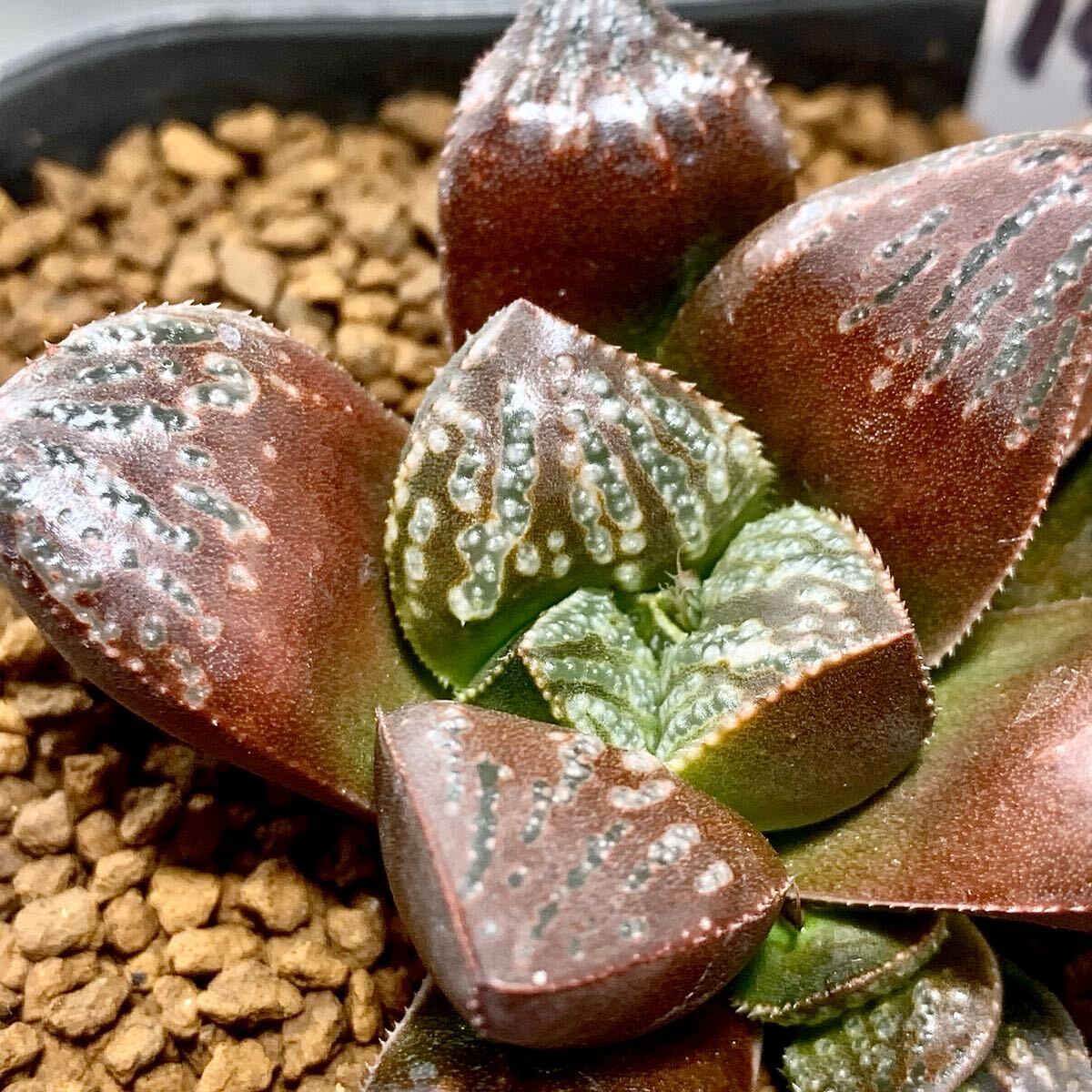 Yahoo!オークション - Fareal P143 ハオルチア ムチカホワイト