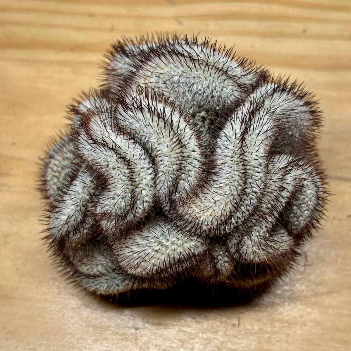 Yahoo!オークション - Fareal C249 サボテンマミラリア ペレズデラロ...