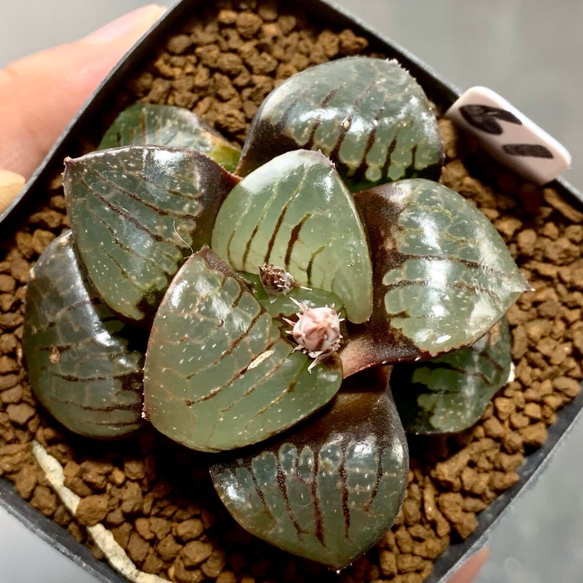 Yahoo!オークション - Fareal P61 ハオルチア スプリング系 トロピカ...