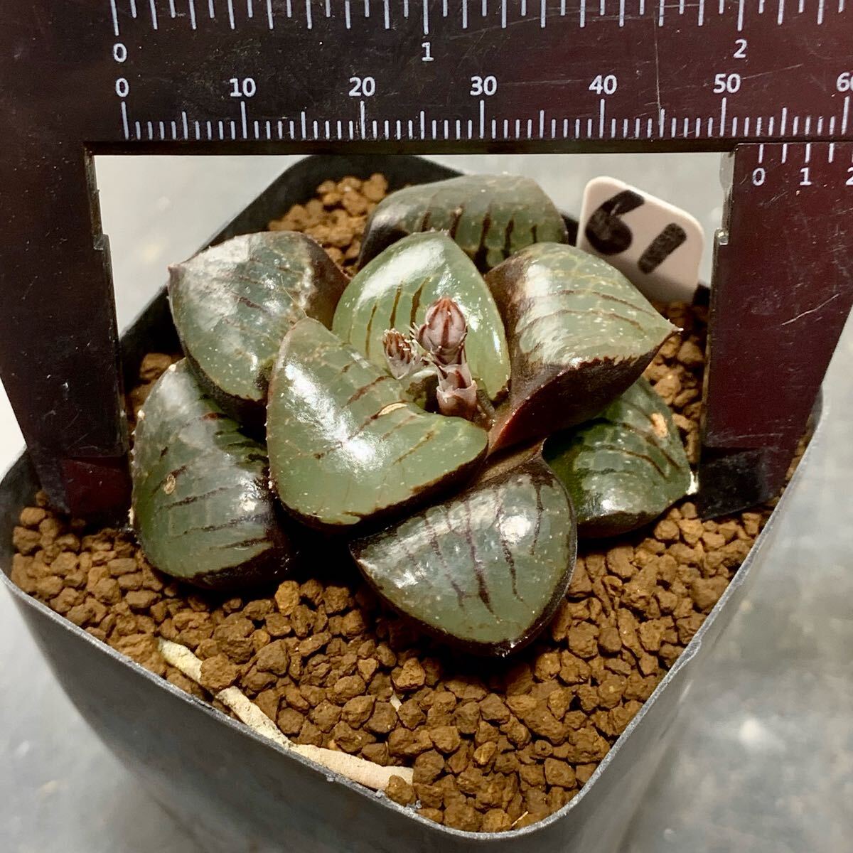 Yahoo!オークション - Fareal P61 ハオルチア スプリング系 トロピカ...