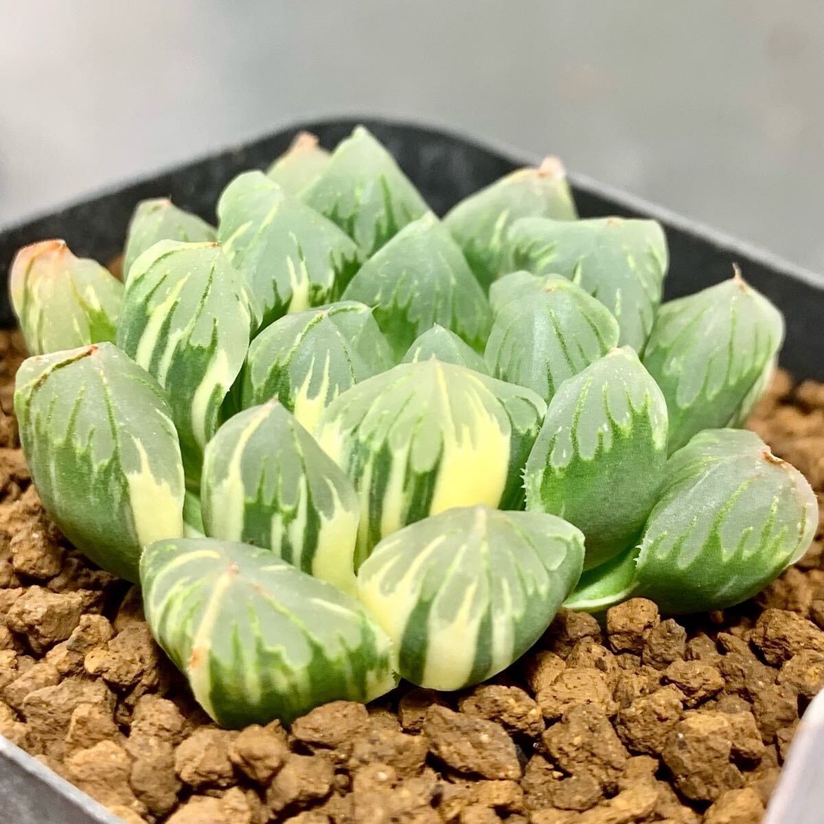 Yahoo!オークション - Fareal P96 ハオルチア 広瀨氏実生 オブツーサ...