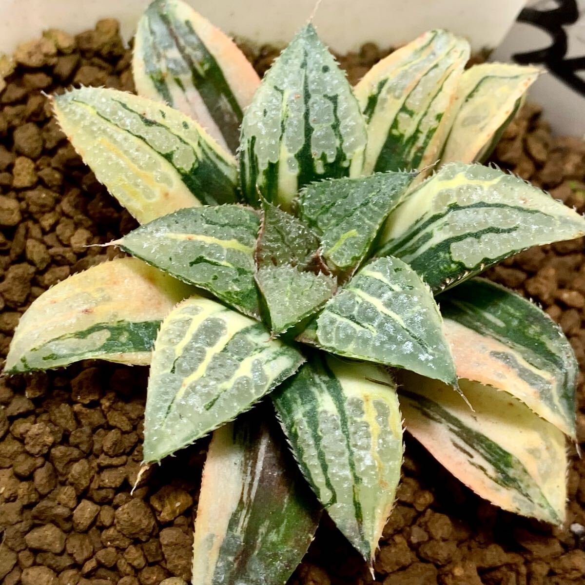 Yahoo!オークション - Fareal P32 ハオルチア 黄金青木 コレクタ系錦