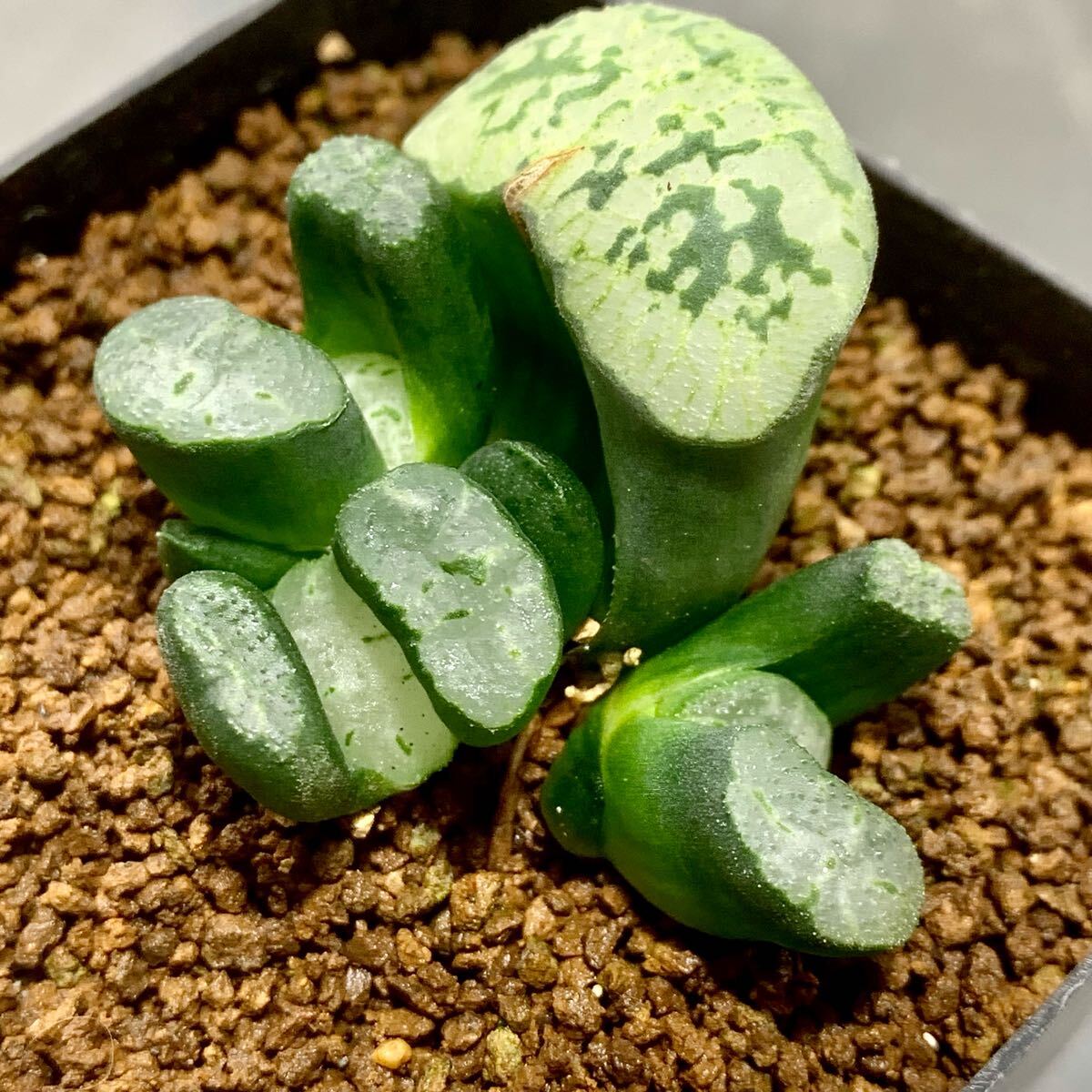 Yahoo!オークション - Fareal P79 ハオルチア 玉扇 写楽 x 歌麿 葉ざ...