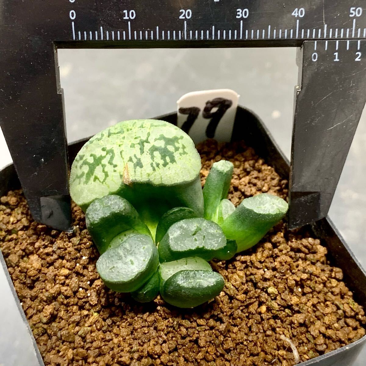 Yahoo!オークション - Fareal P79 ハオルチア 玉扇 写楽 x 歌麿 葉ざ...