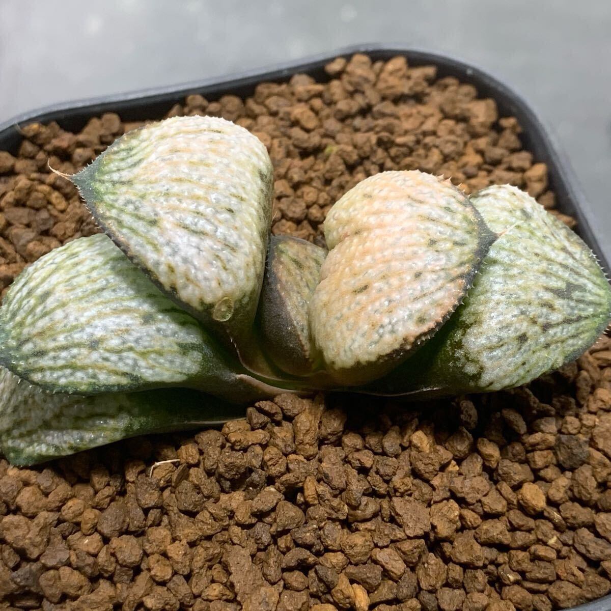 Yahoo!オークション - Fareal P36 ハオルチア サムライレッド スプレ...