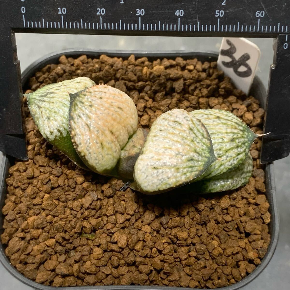 Yahoo!オークション - Fareal P36 ハオルチア サムライレッド スプレ...