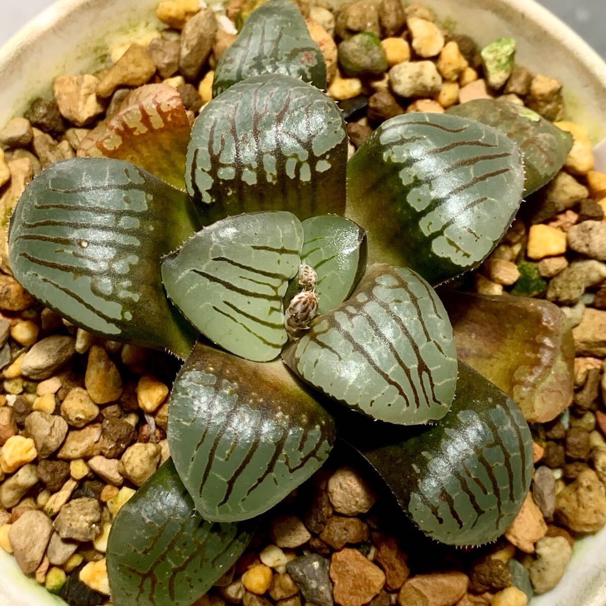 Yahoo!オークション - Fareal B46 ハオルチア 水晶魔界 スプリング系