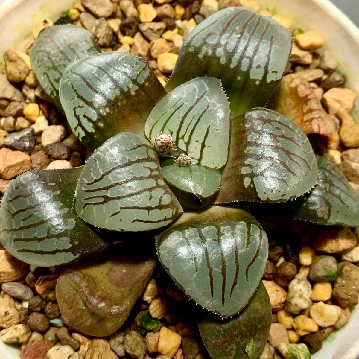 Yahoo!オークション - Fareal B46 ハオルチア 水晶魔界 スプリング系