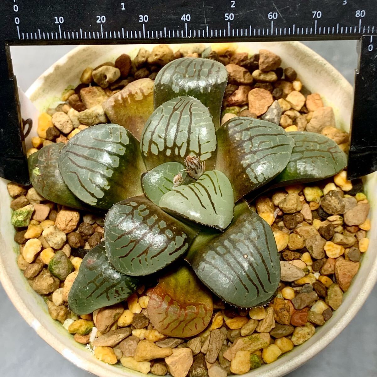 Yahoo!オークション - Fareal B46 ハオルチア 水晶魔界 スプリング系