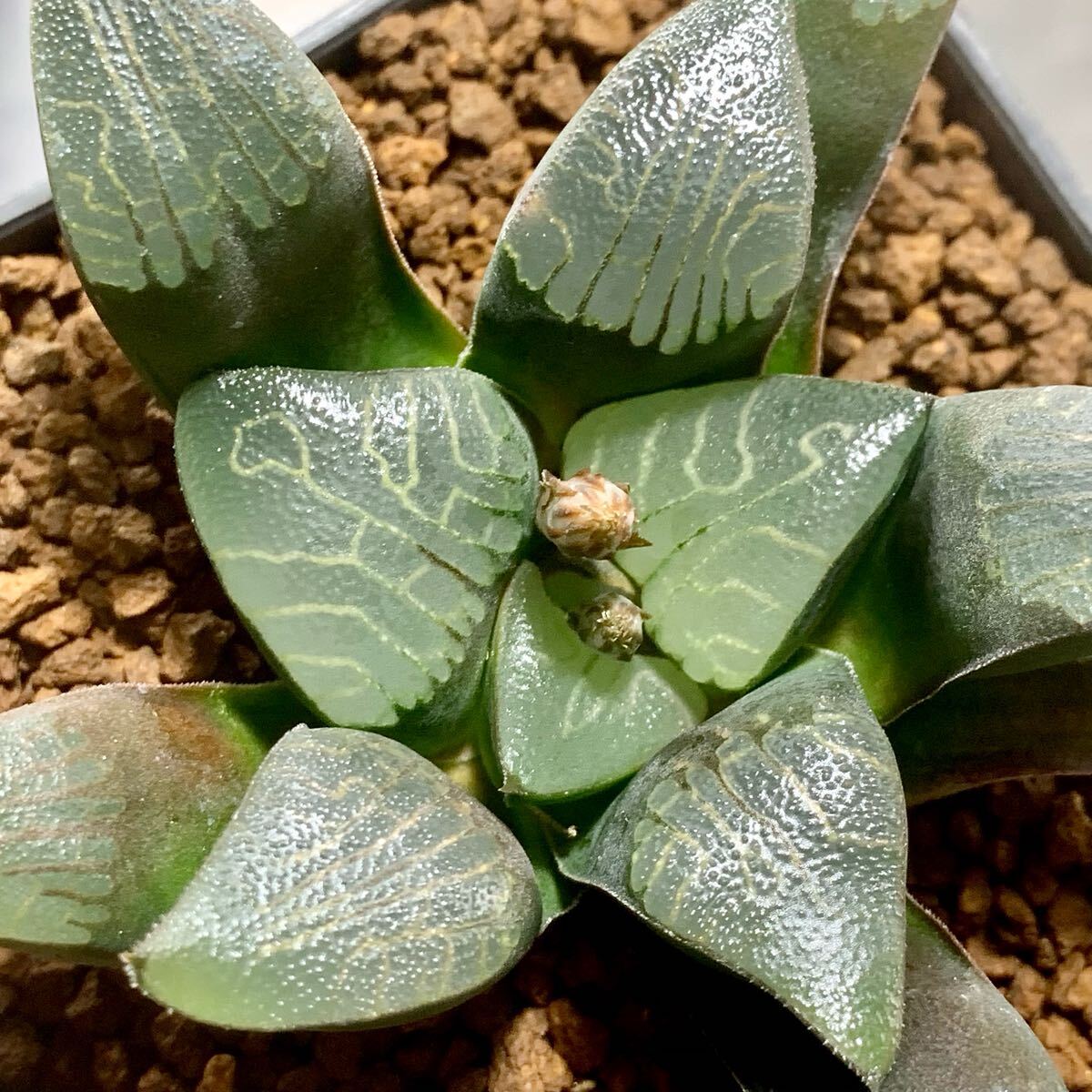 Yahoo!オークション - Fareal P91 ハオルチア ジュピター実生