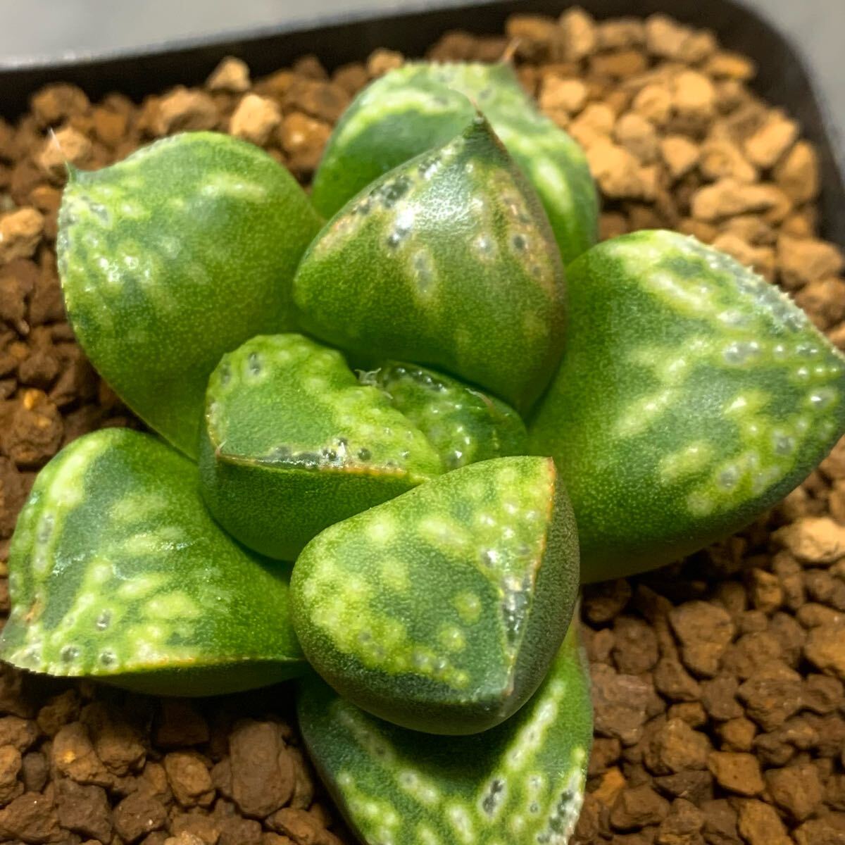 Yahoo!オークション - Fareal P06 ハオルチア 姫葵 特