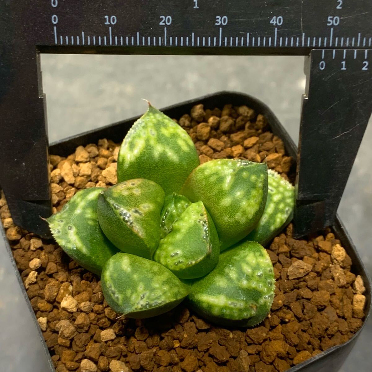 Yahoo!オークション - Fareal P06 ハオルチア 姫葵 特