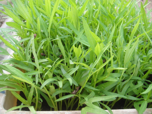 Yahoo!オークション - 野菜種子 空芯菜クウシンサイ エンサイ 15g 360...