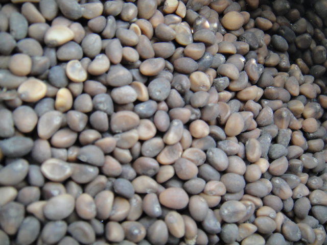 Yahoo!オークション - 野菜種子 空芯菜クウシンサイ エンサイ 15g 360...