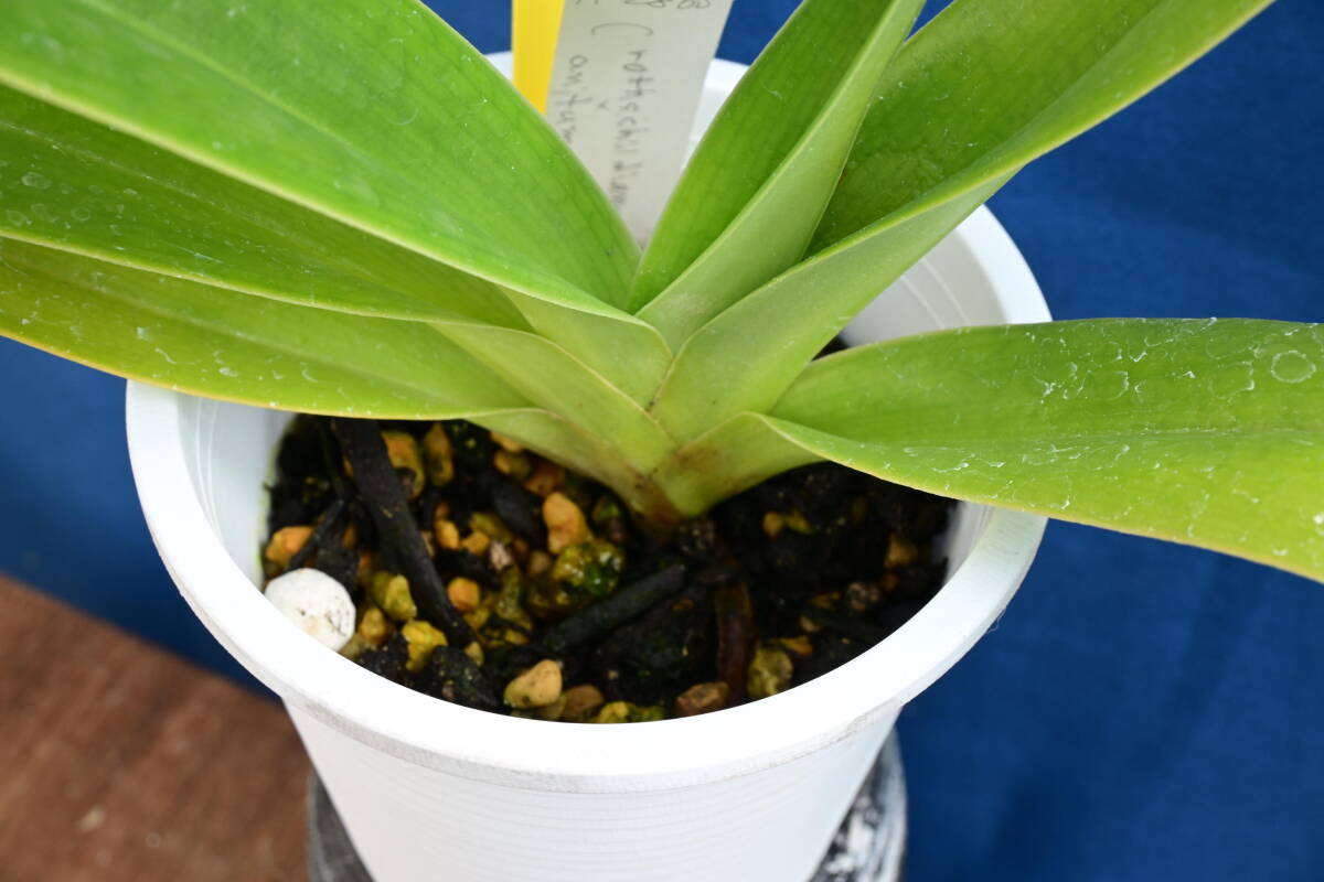 Yahoo!オークション - SS-6 Paph. Joanna Burkhadt 未開花株 LS 36cm...