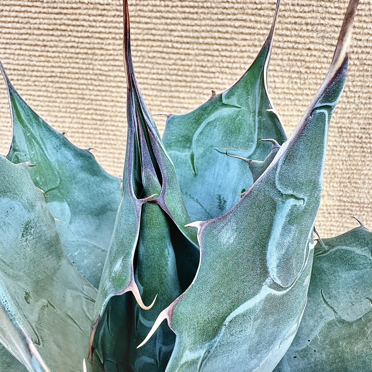 Yahoo!オークション - 【Lj_plants】Q17 激レア高級品種 アガベ パラサ...