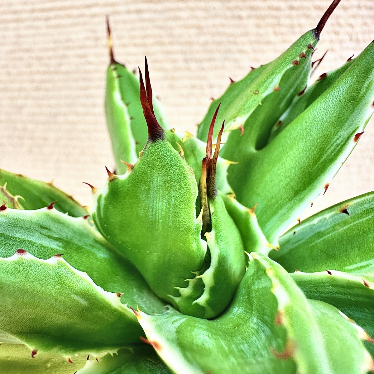 Yahoo!オークション - 【Lj_plants】Q18 多肉植物アガベ ポタトラム モ...