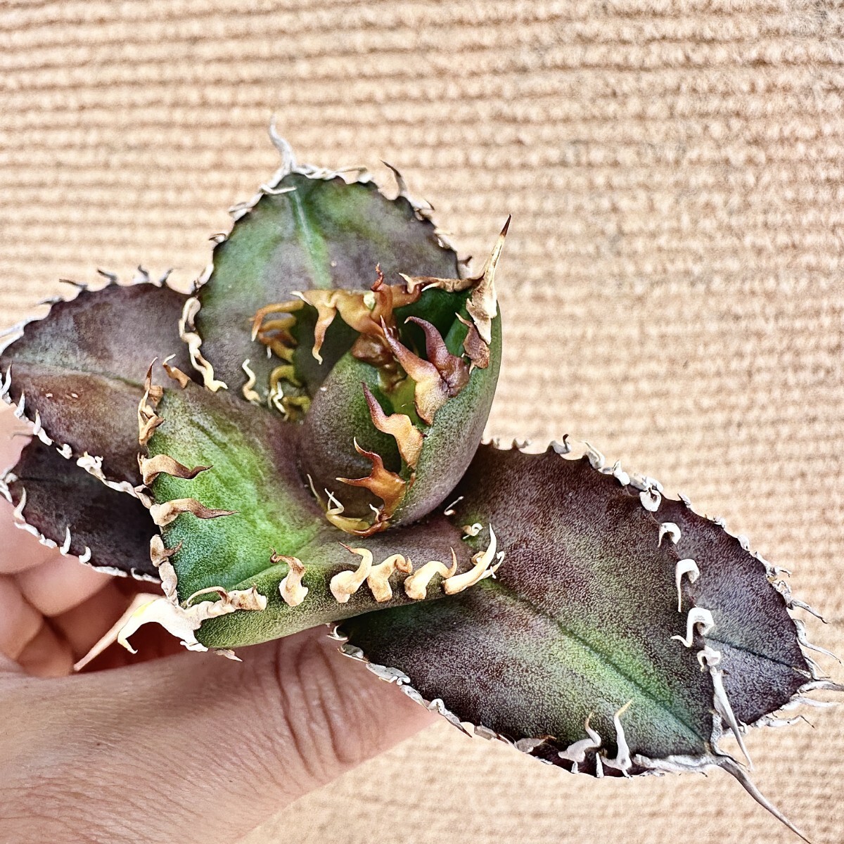 Yahoo!オークション - 【Lj_plants】Q21 激レア高級品種 アガベ チタノ...