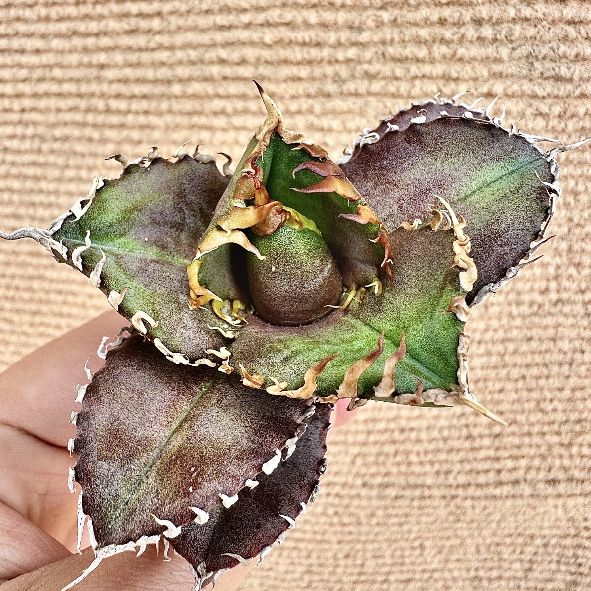 Yahoo!オークション - 【Lj_plants】Q21 激レア高級品種 アガベ チタノ...