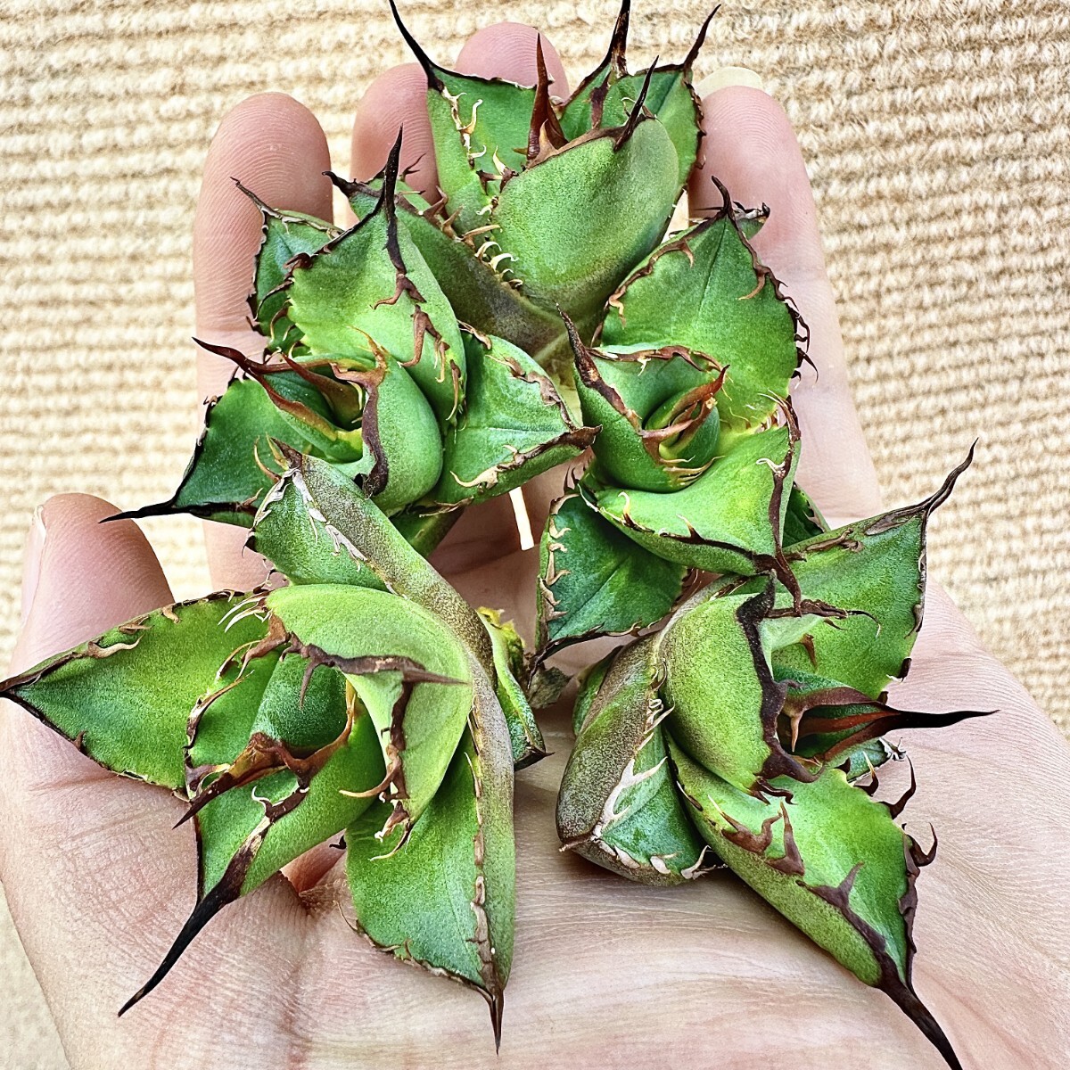 Yahoo!オークション - 【Lj_plants】Q80 特選 アガベ 多肉植物 チタノ...