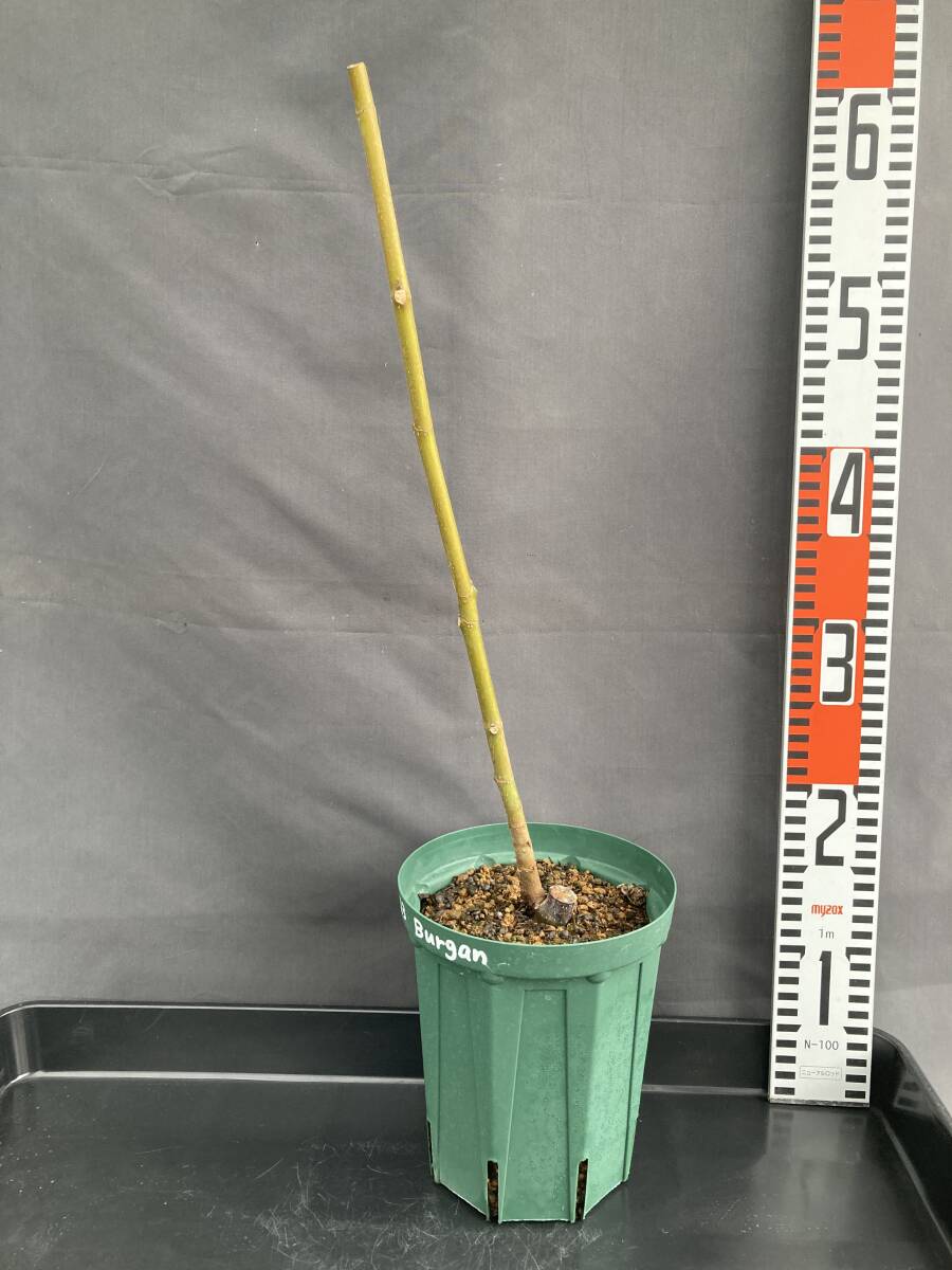 Yahoo!オークション - 24-423 Burgan Unknown （ Burgan UNK ）（ バー...