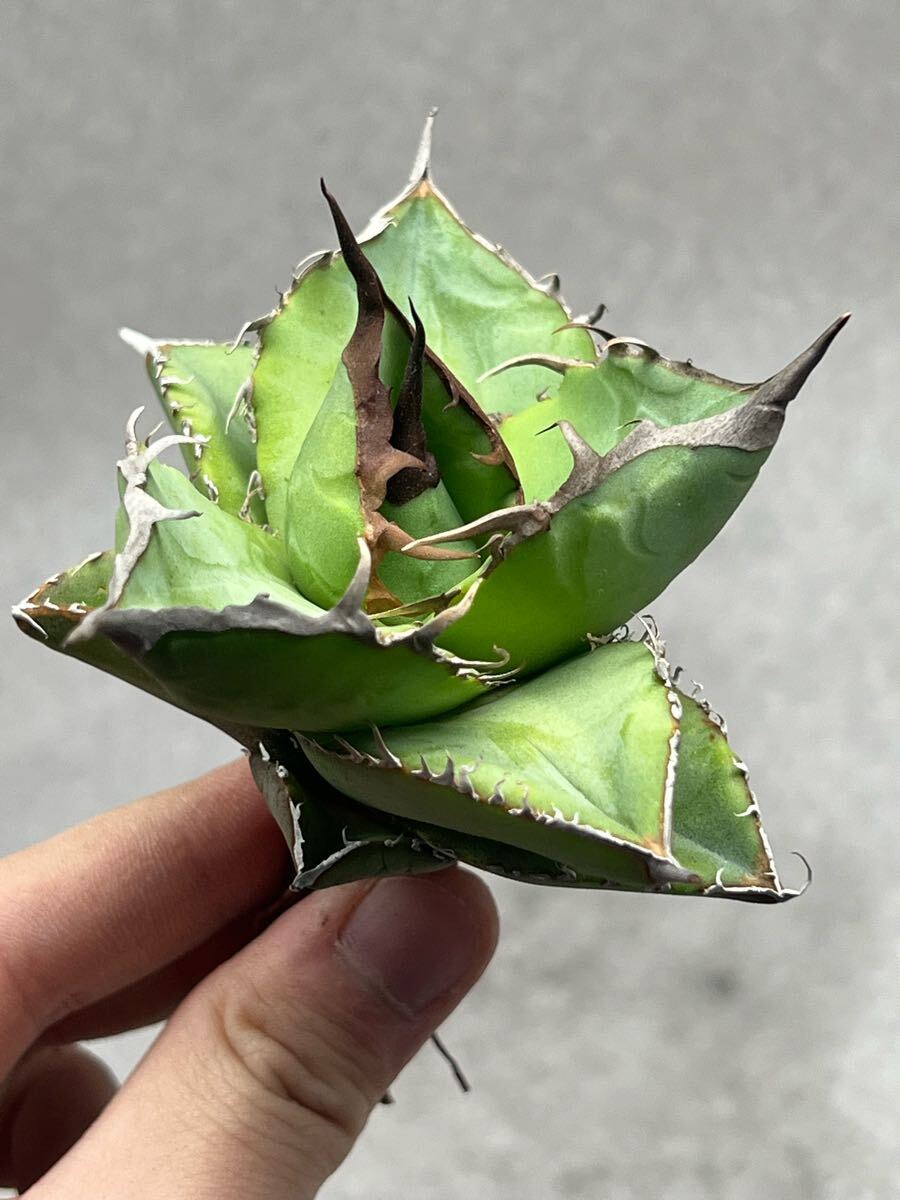 Y3-3 龍球会 アガベ チタノタ スペード 強棘 極上株 超良型(アガベ)｜売買されたオークション情報、yahooの商品情報をアーカイブ公開 - オークファン（aucfan.com）