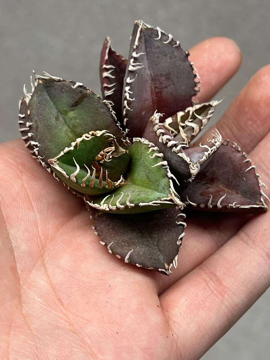 Yahoo!オークション - 009-1 (2株セット) アガベチタノタ金剛 King kon...