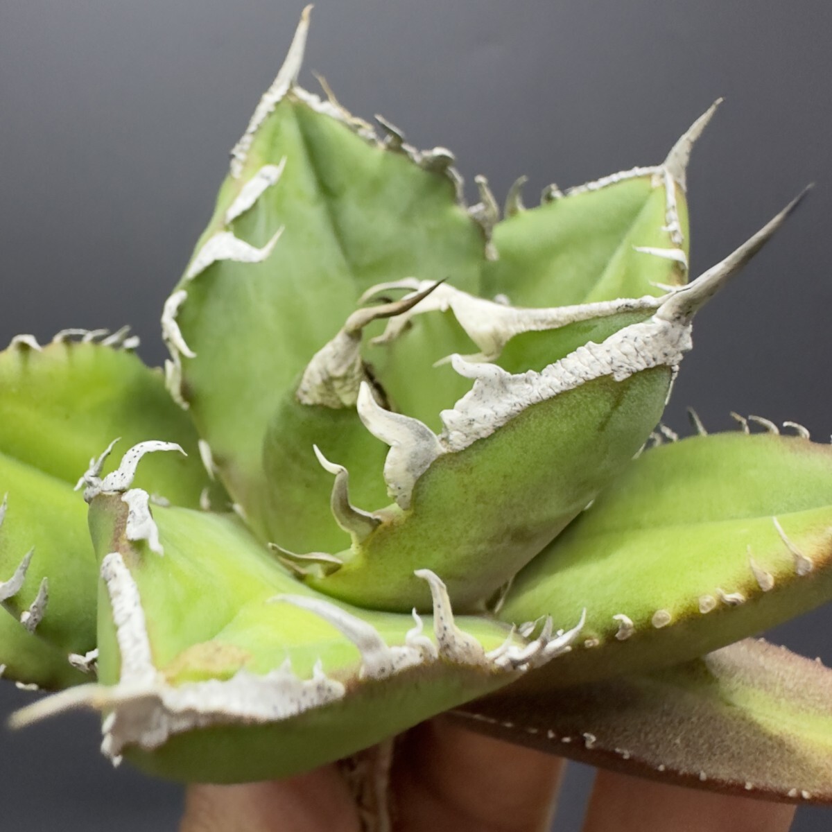 Yahoo!オークション - N22 【青田園芸】 アガベ チタノタ SAD 南アフリ...