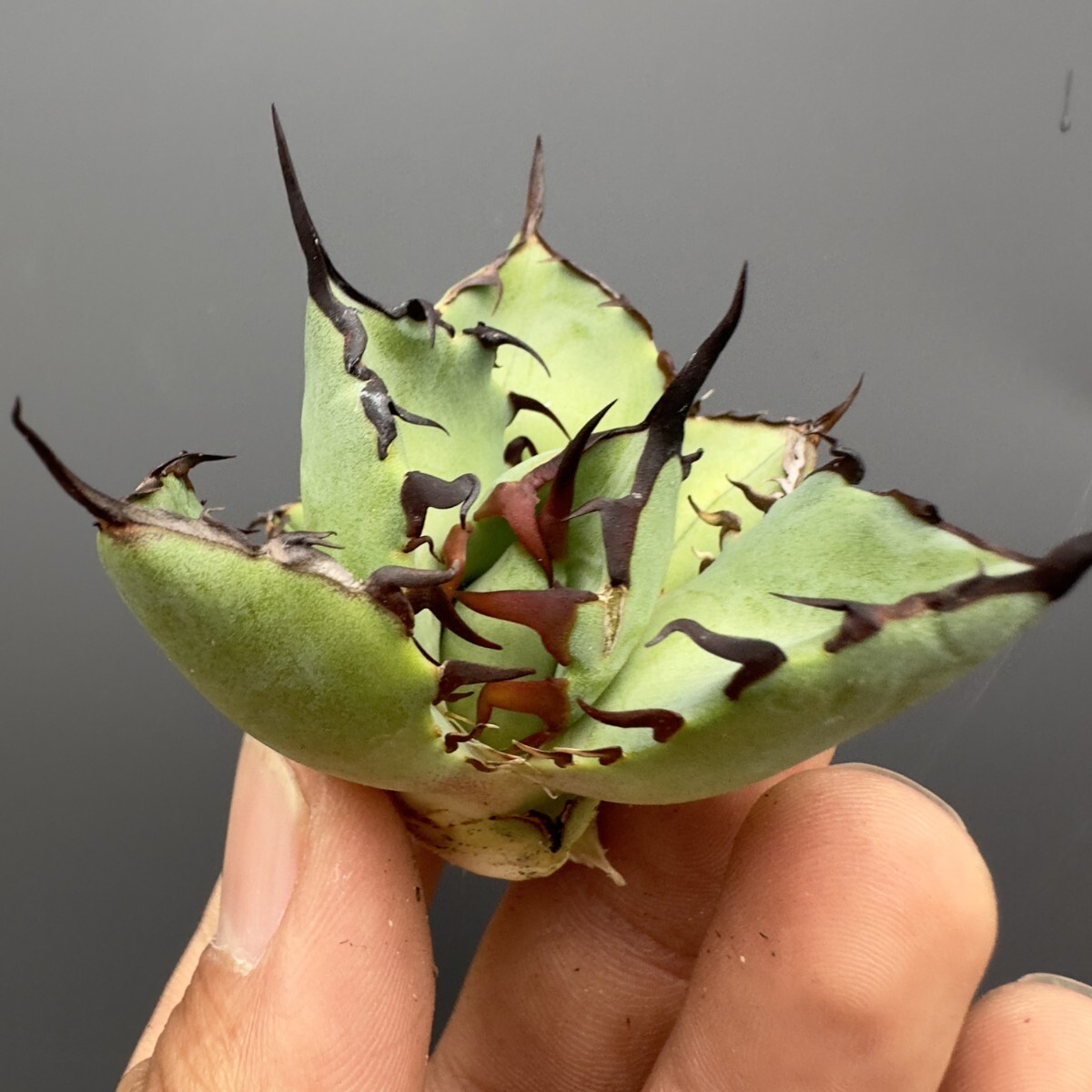 Yahoo!オークション - O31 【青田園芸】 特選 アガベ 多肉植物 チタノ...